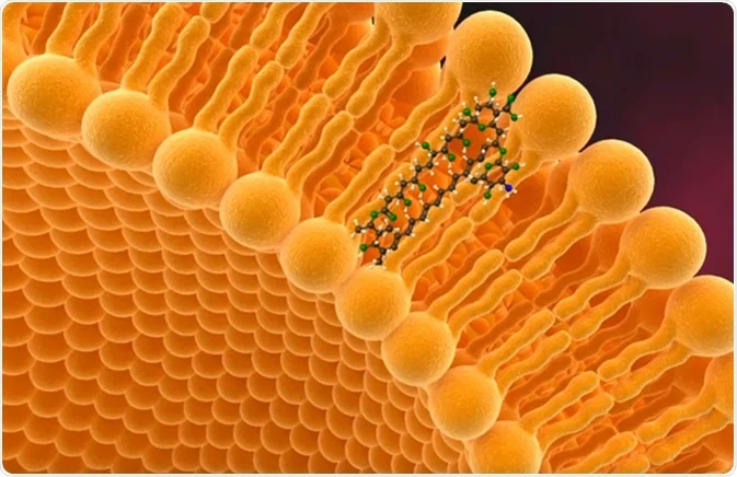 The Benefits of Using High Pressure Homogenizers for Liposome Preparation