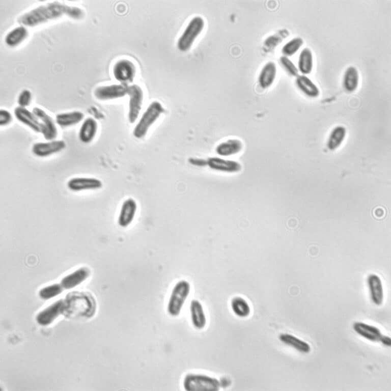 Unlocking Yeast Cell Potential in Biotechnology: The Role of ...